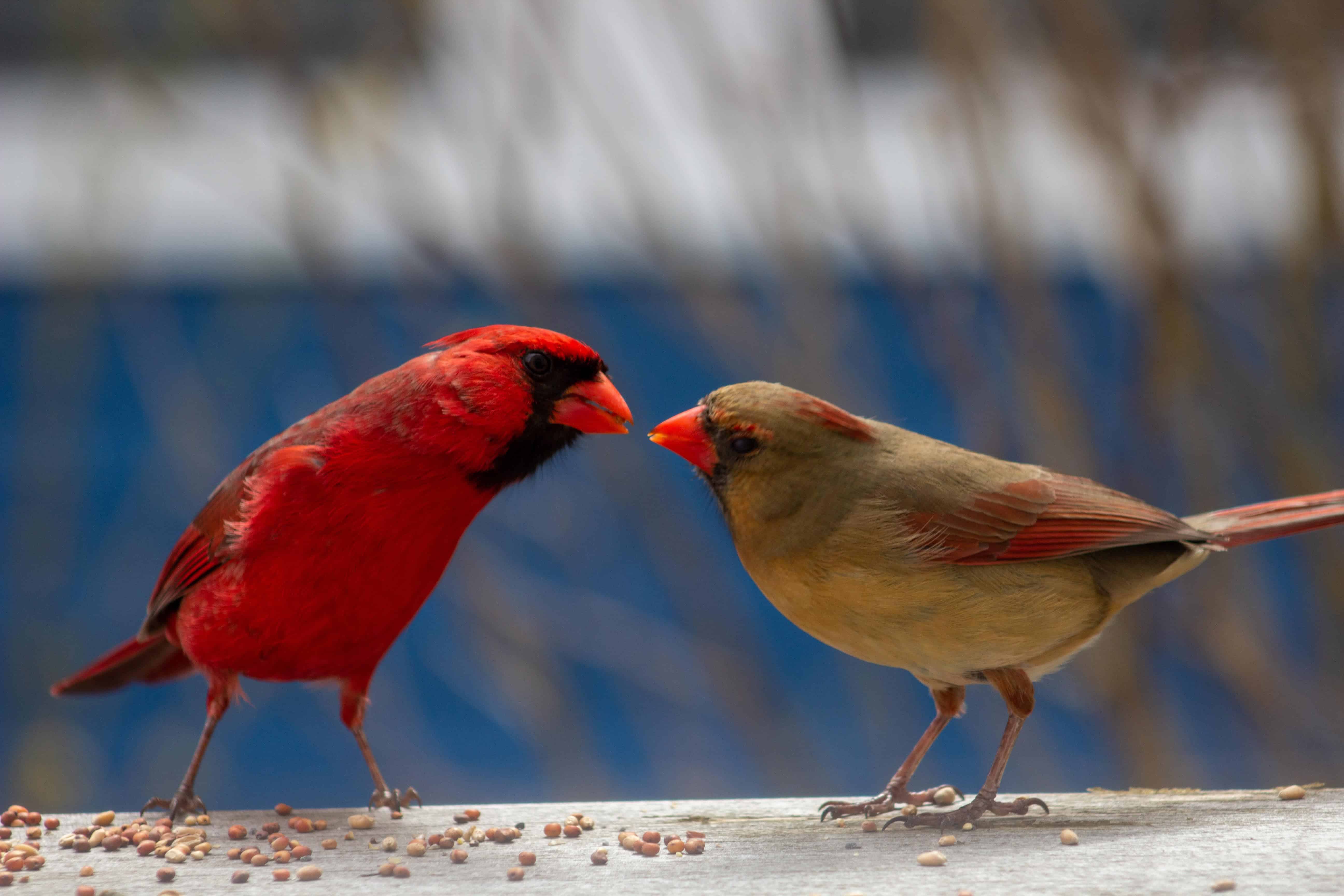 How to Love Your Spouse: Learn From the Birds & the Bible